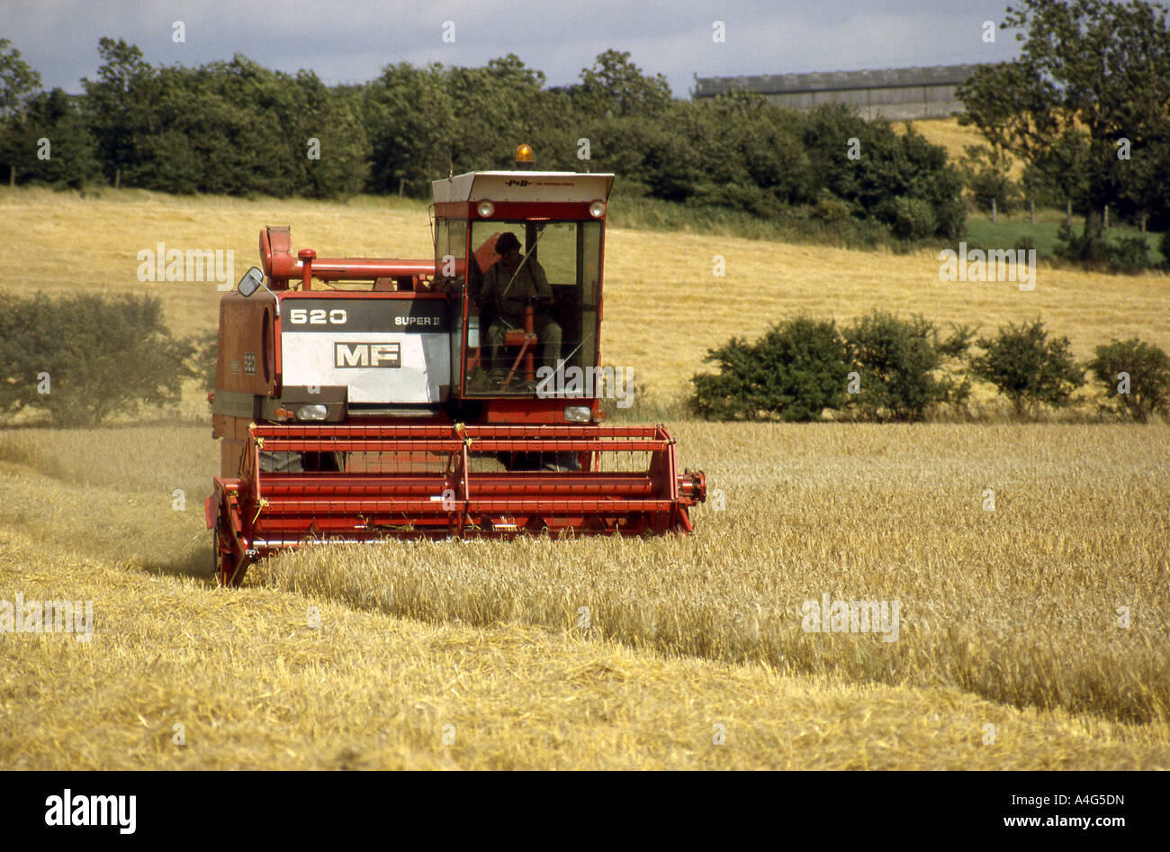 Old model combine harvester at work in field of wheat about 1984 Stock ...