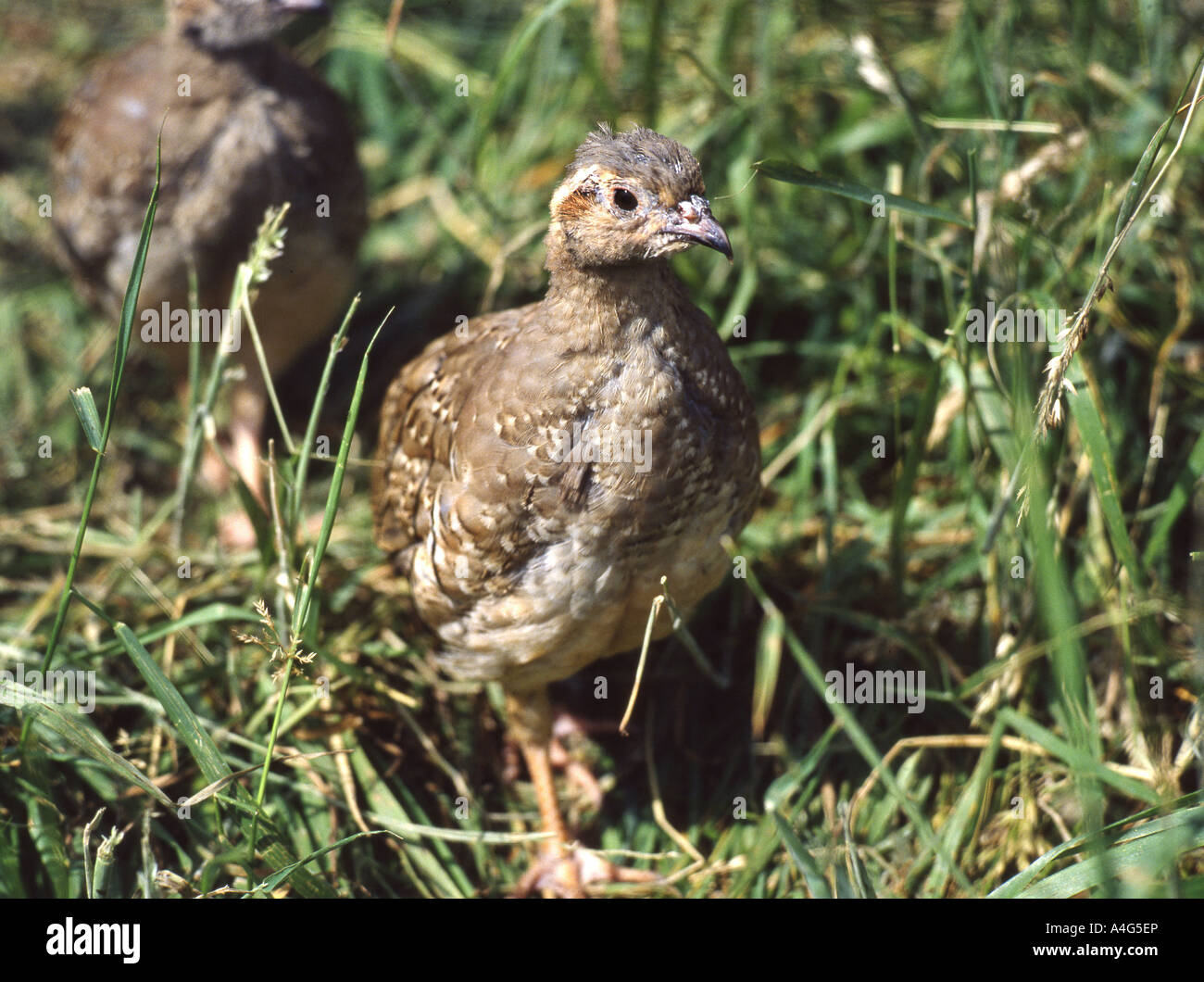 Young Partridge chick bred for shooting Stock Photo - Alamy