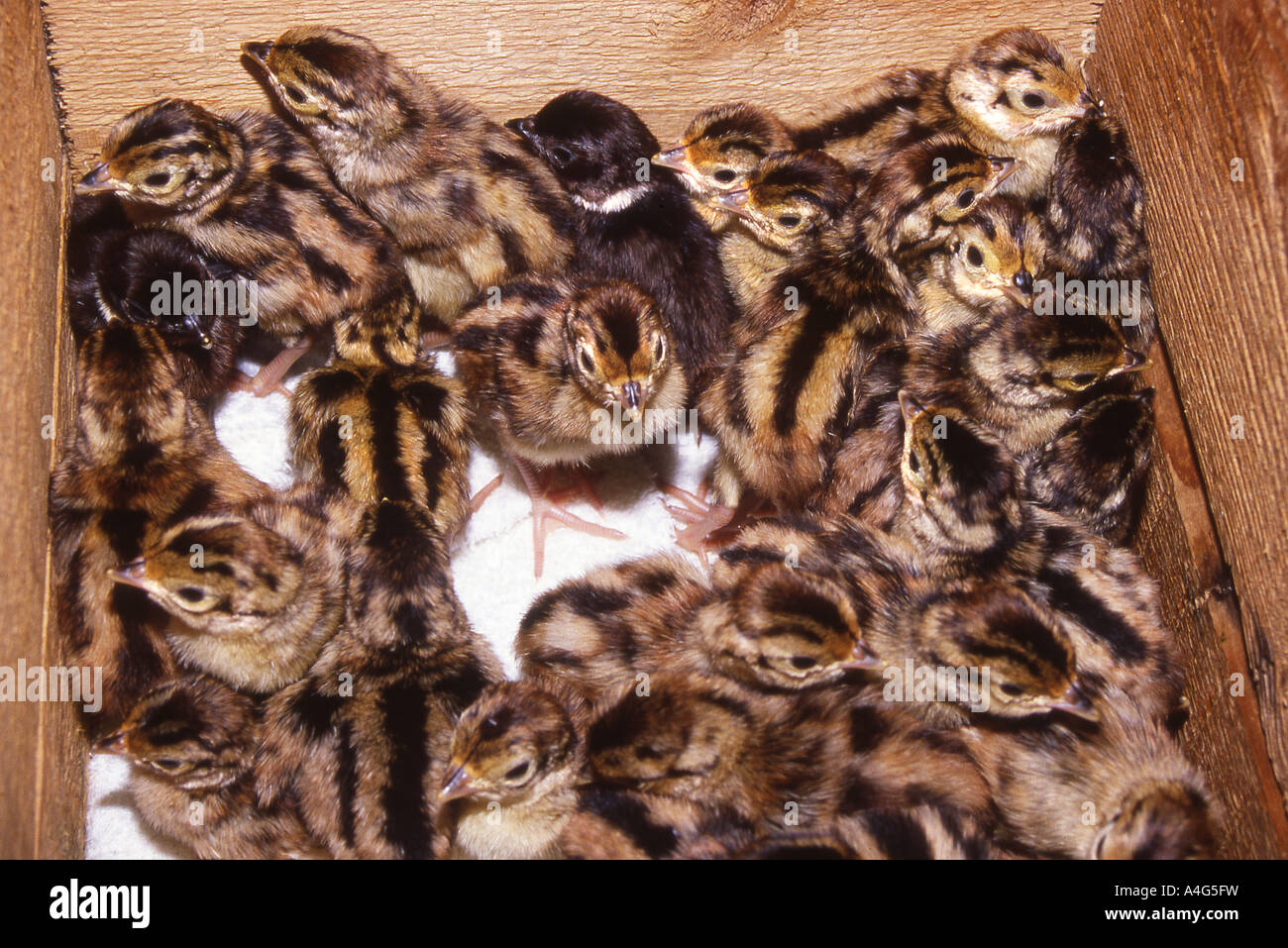 Game rearing pheasant rearing hi-res stock photography and images - Alamy