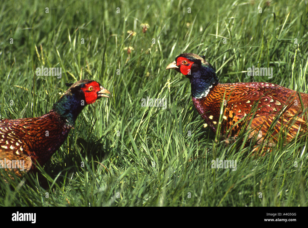 Male and female pheasants hi-res stock photography and images - Alamy