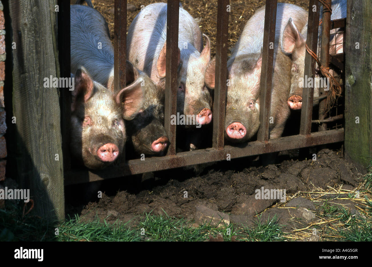 Number of pigs on farm at gate waiting to be fed Stock Photo - Alamy