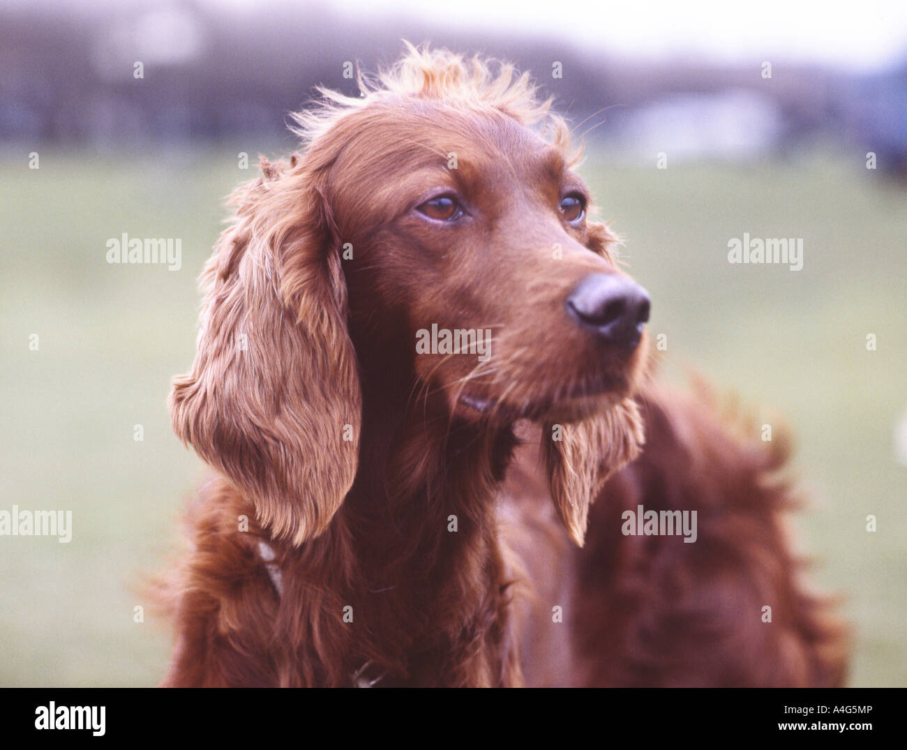 Head shot of English Red Setter dog Stock Photo - Alamy