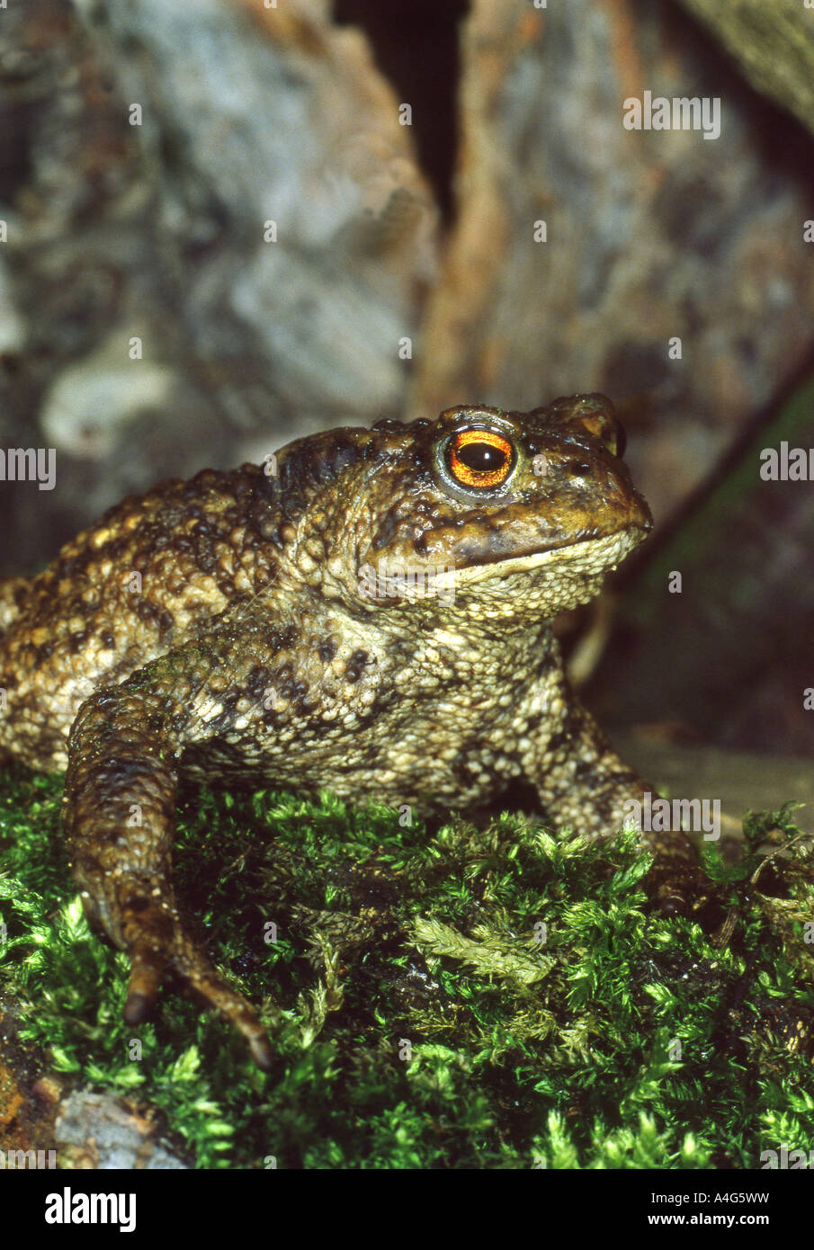 Bufo bufo tadpole hi-res stock photography and images - Alamy