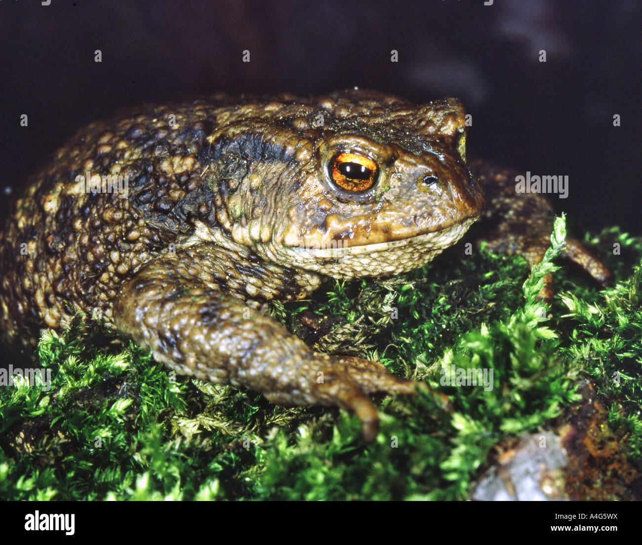 Common Toad. Bufo bufo Stock Photo - Alamy