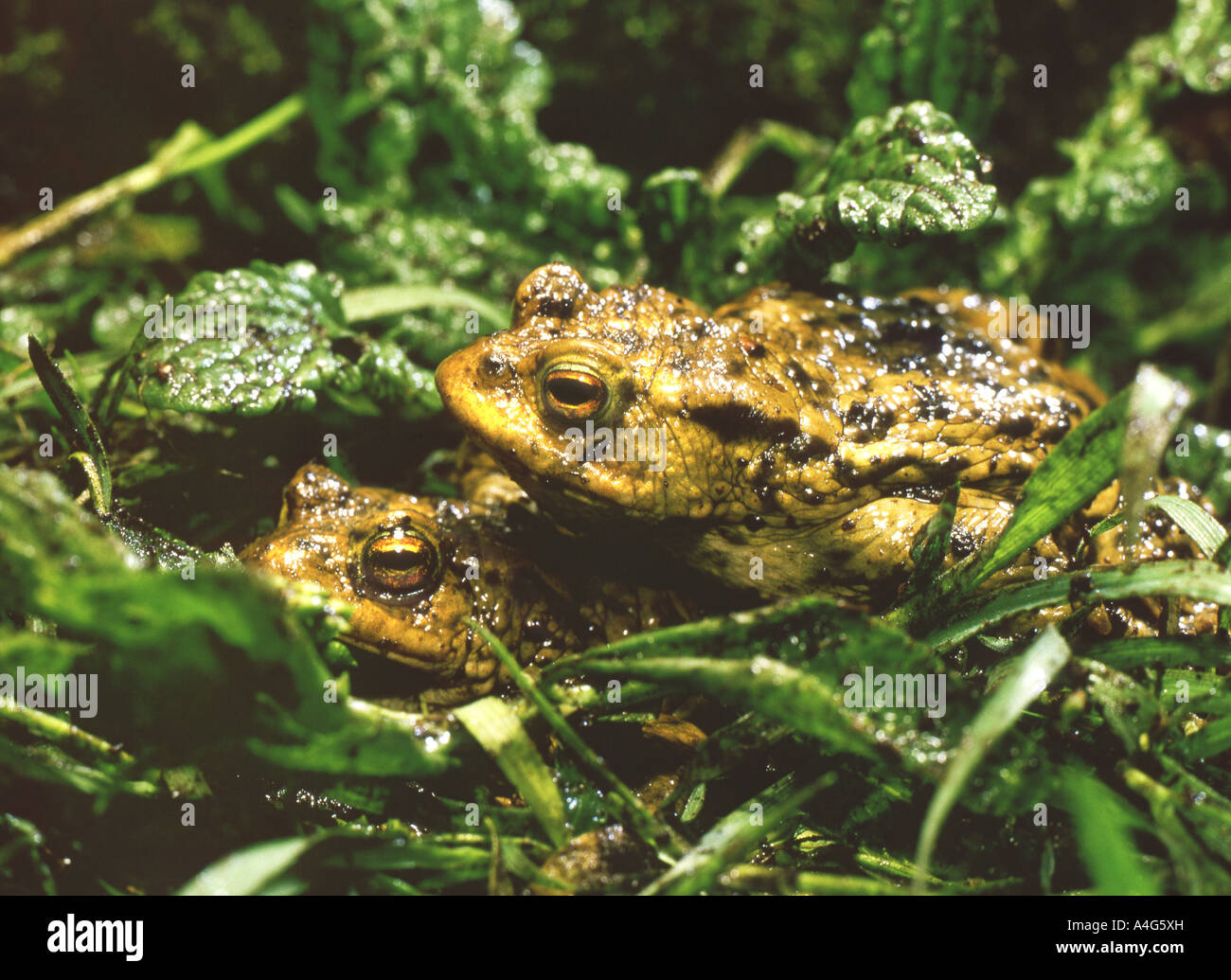 Common Toad. Bufo bufo Stock Photo - Alamy