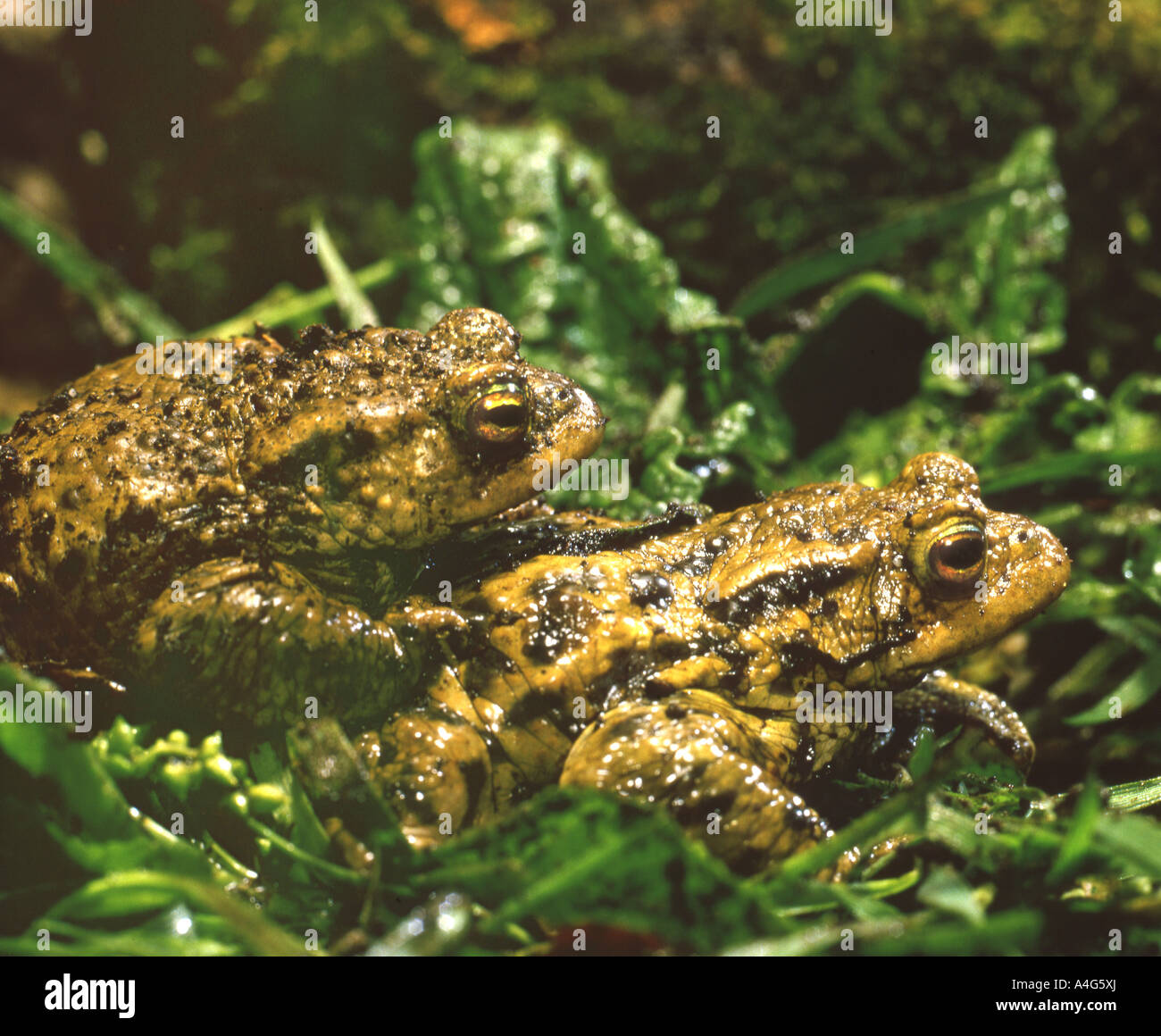 Common Toad. Bufo bufo Stock Photo - Alamy