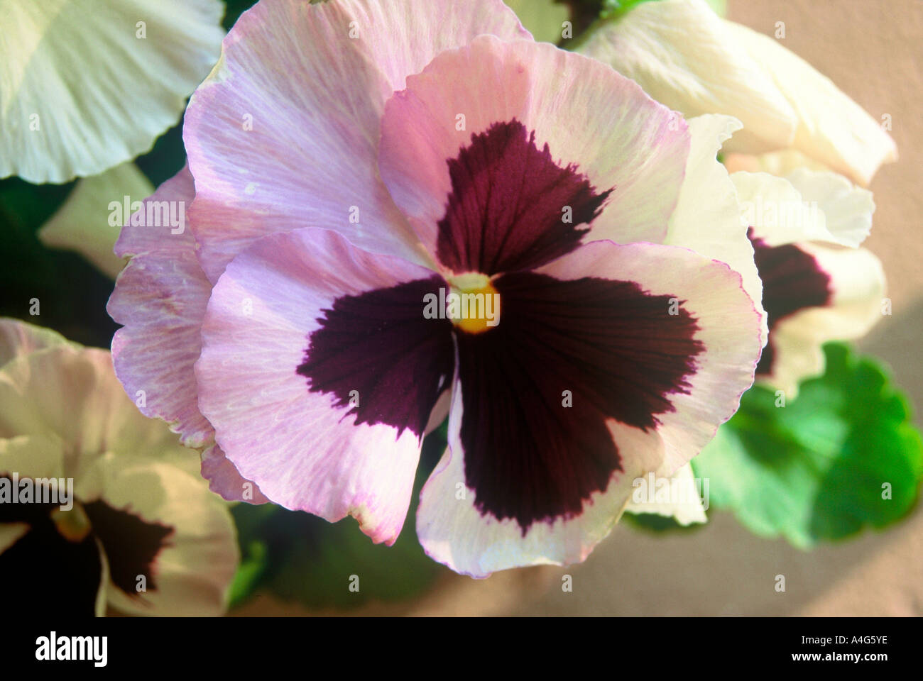 Sunshine and maroon flowers hi-res stock photography and images - Alamy