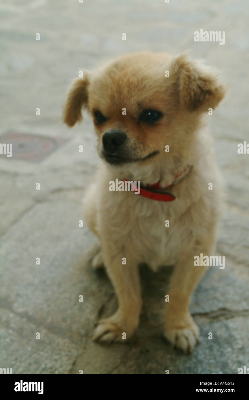Puppy in street in Spain Stock Photo - Alamy