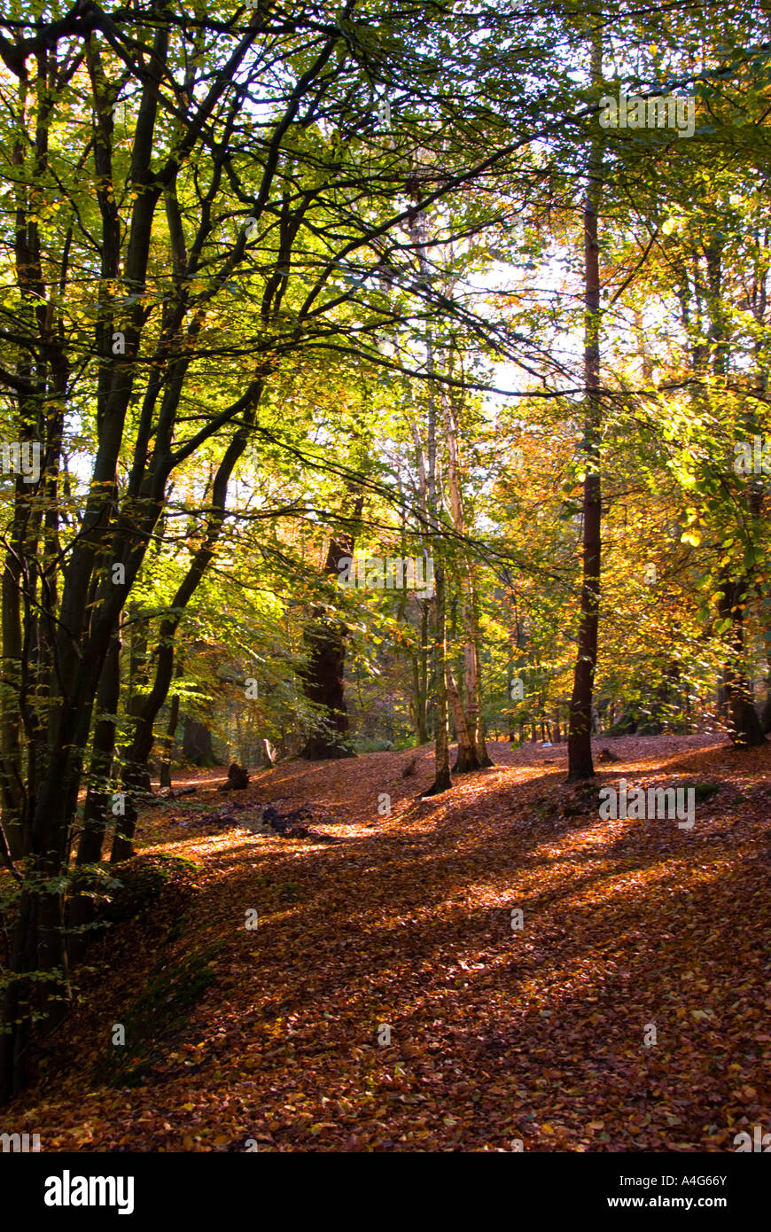 English woodland in autumn fall Stock Photo - Alamy