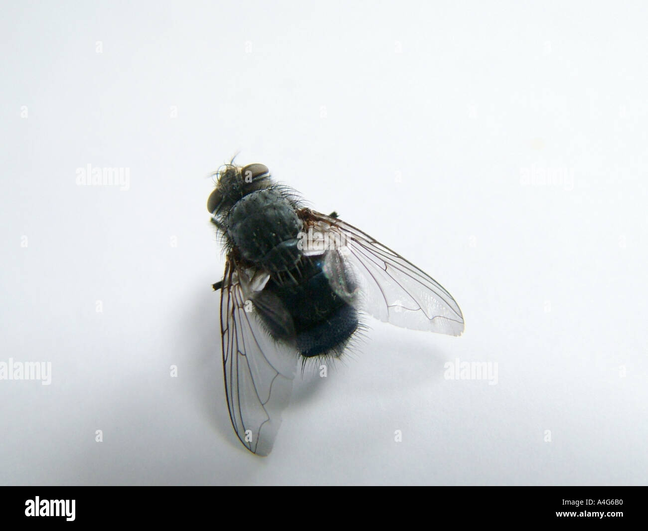 Fly on white background Stock Photo - Alamy