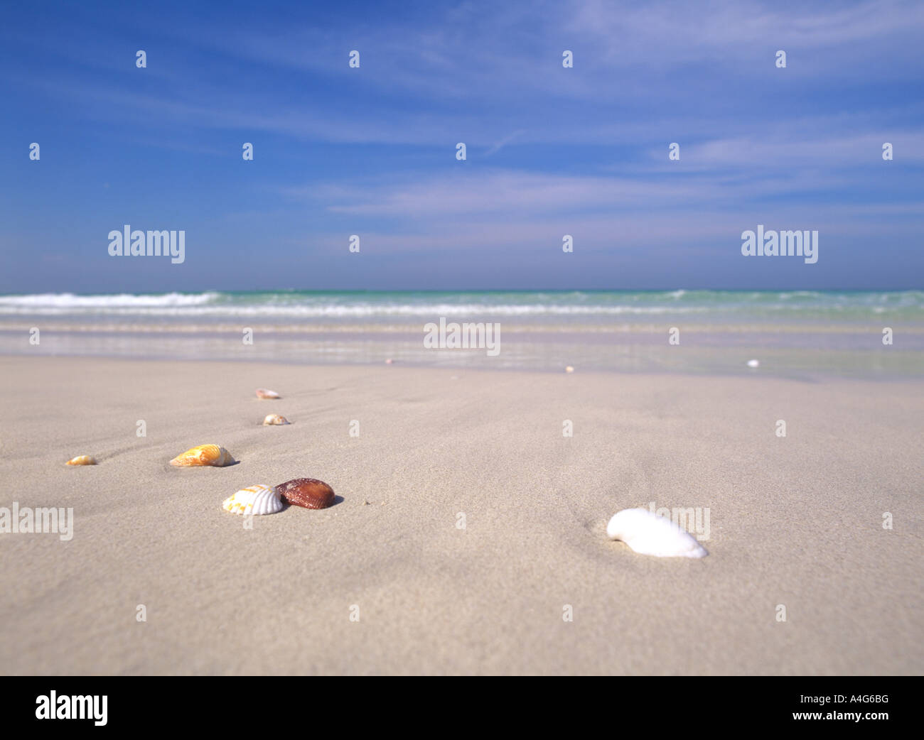 Shells on a tropical beach Stock Photo - Alamy