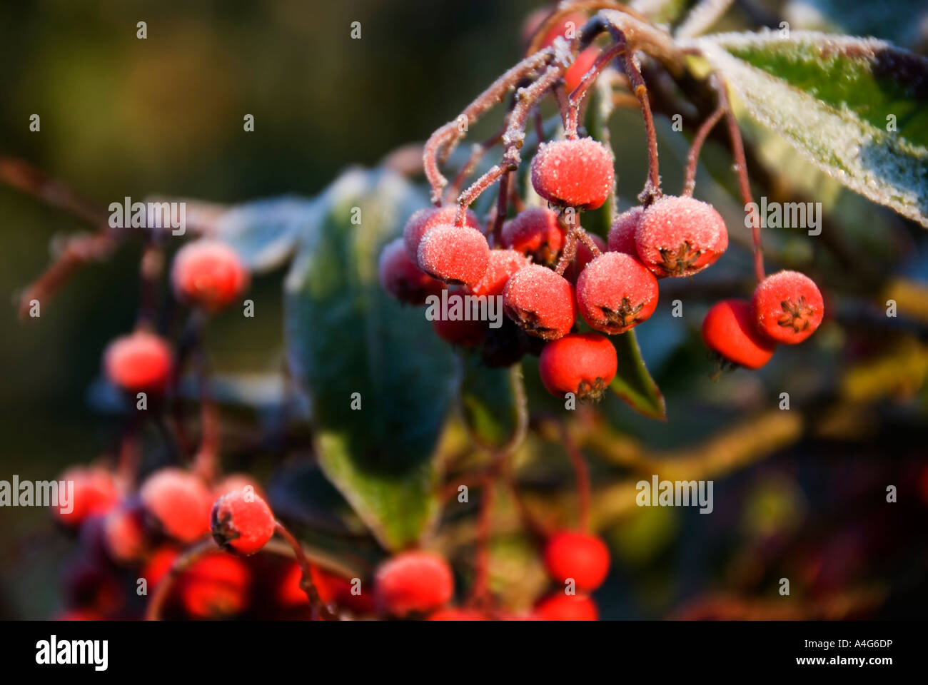 bright red berries covered in morning frost Stock Photo - Alamy