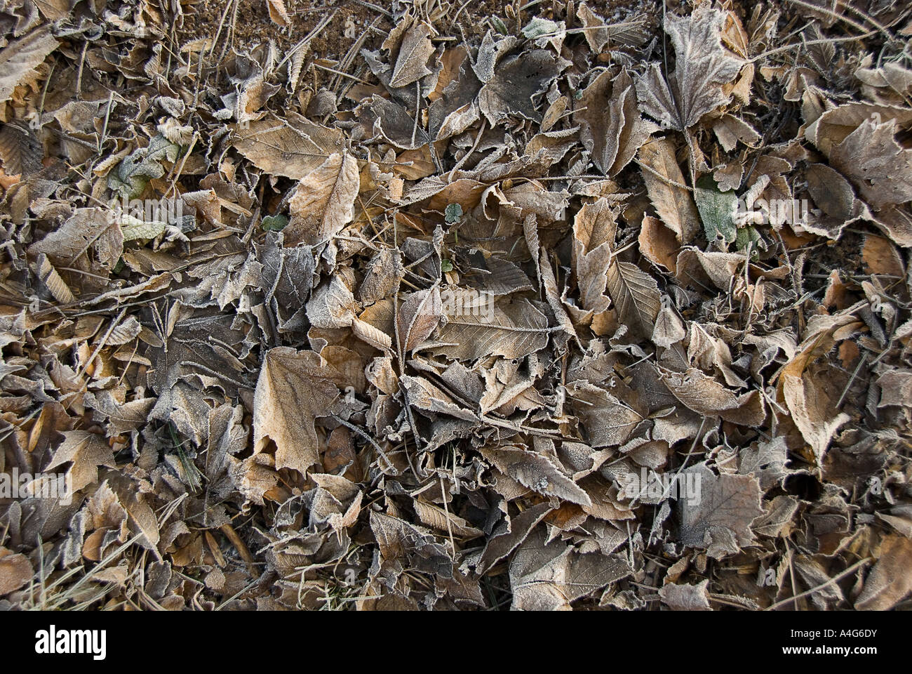 random leaf pattern Stock Photo - Alamy