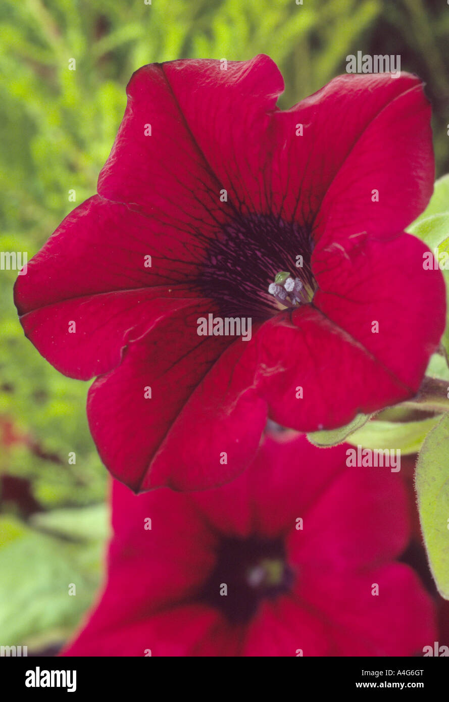 Petunia Surfinia Burgundy. Surfinia series. Close up of dark red flower ...