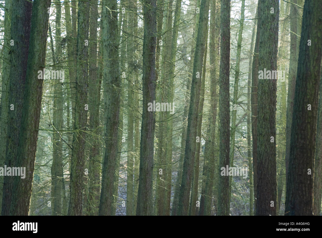 Green tree trunks tightly cropped Stock Photo - Alamy