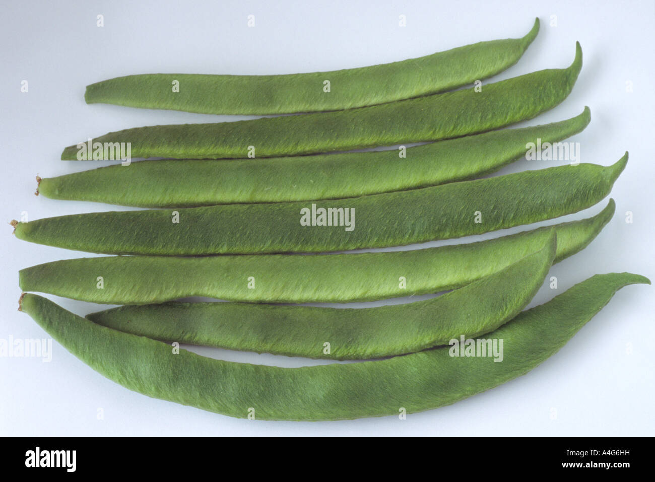 Sunset runner bean hi-res stock photography and images - Alamy