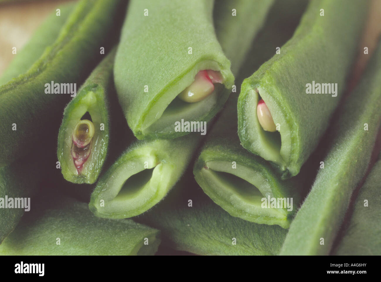 Runner beans seed pod hi-res stock photography and images - Alamy