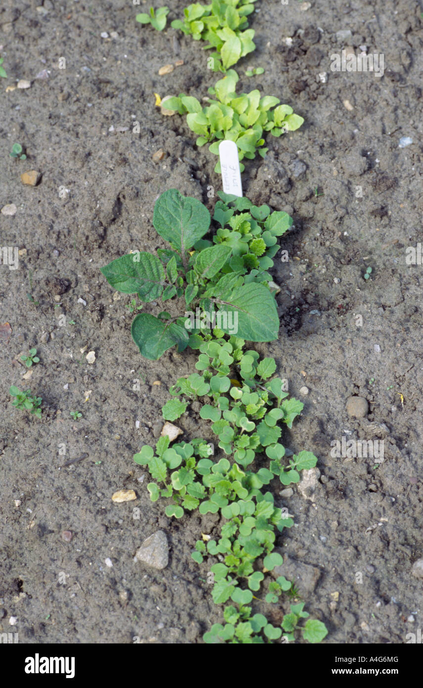 Solanum tuberosum (Potato) tuber left in ground from last year, now ...
