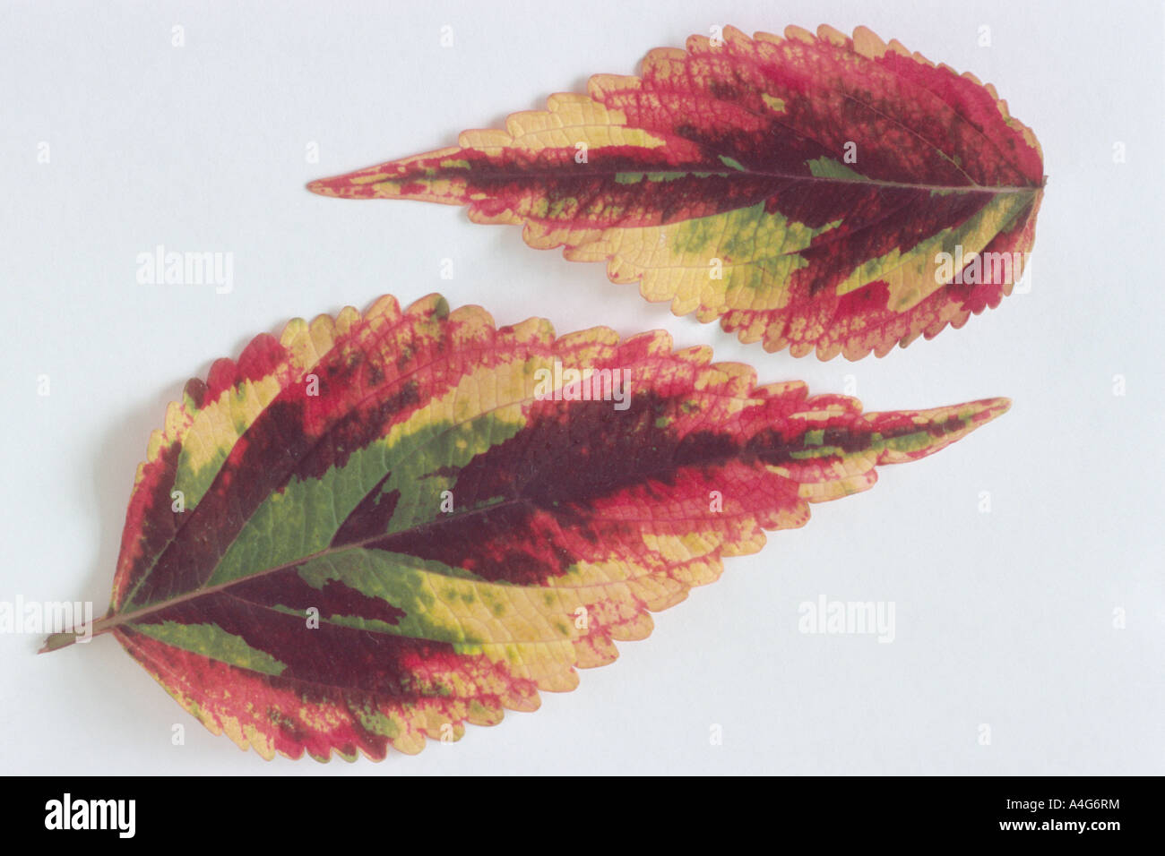 Solenostemon 'Combat' (Coleus, Flame nettle, Painted nettle.) Close up ...