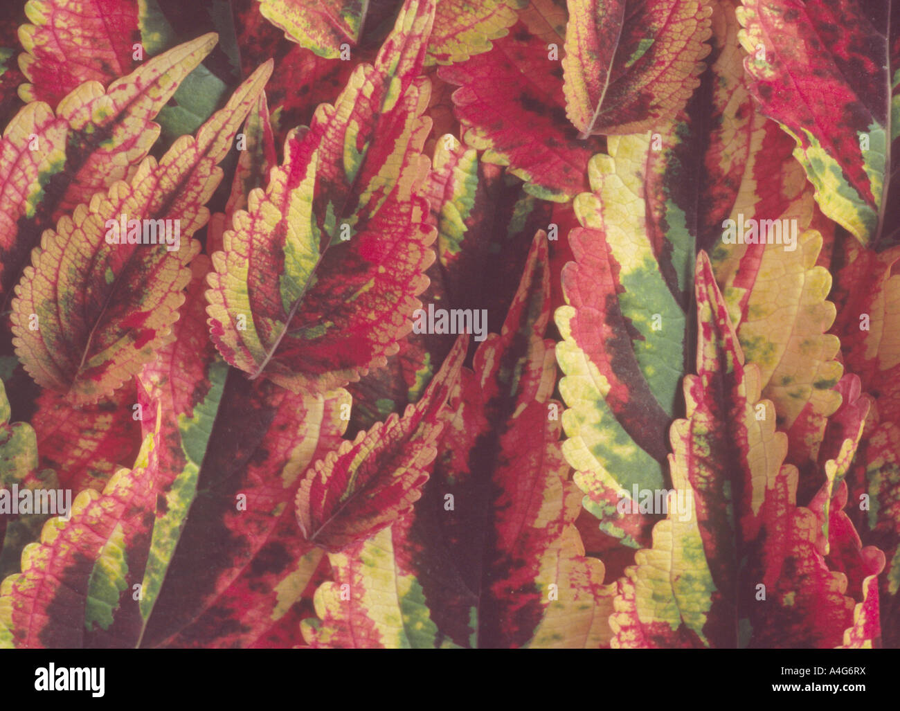 Solenostemon 'Combat' (Coleus, Flame nettle, Painted nettle.) Pattern ...
