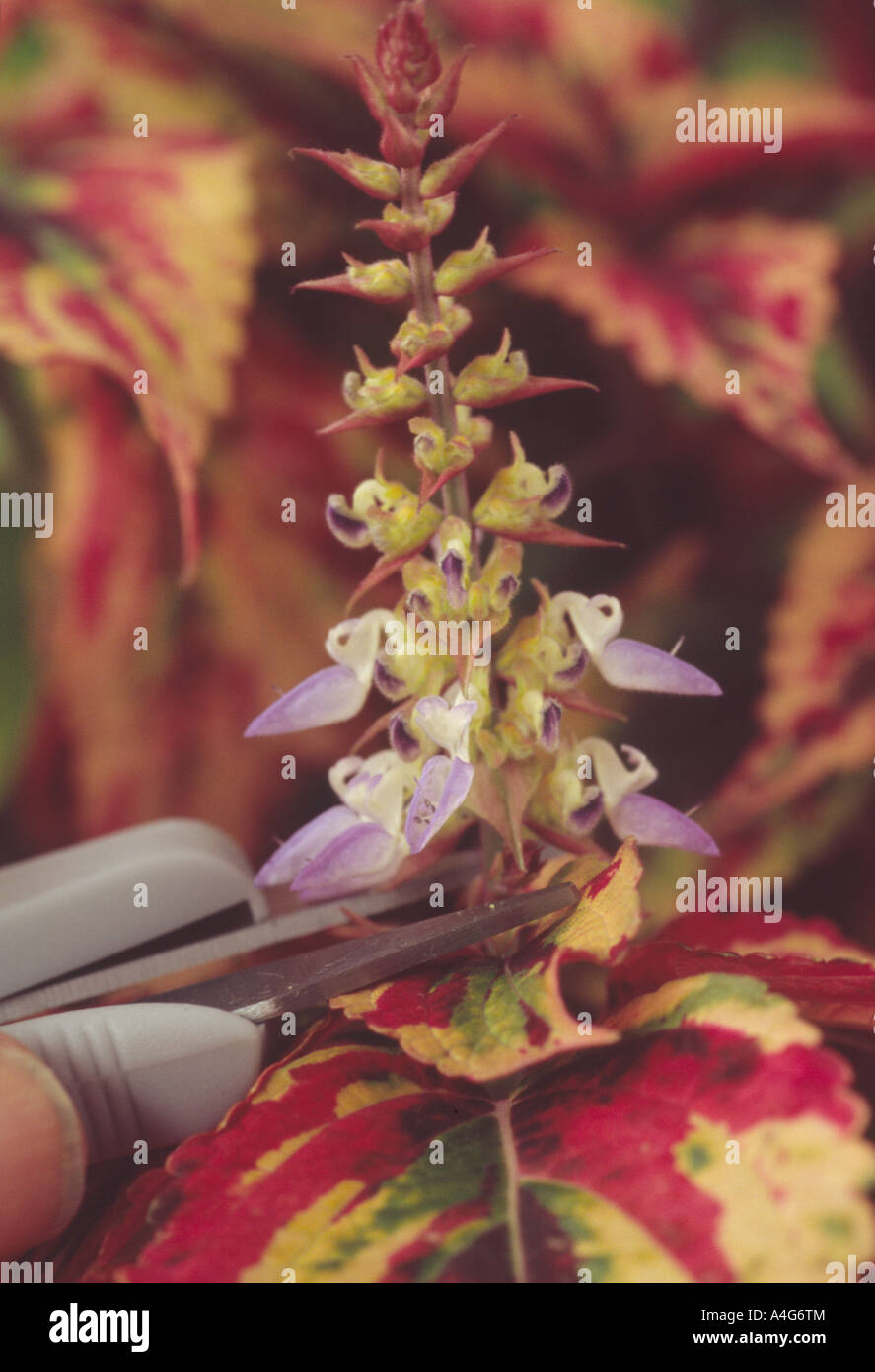 Solenostemon 'Combat' (Coleus, Flame nettle, Painted nettle.) Close up ...