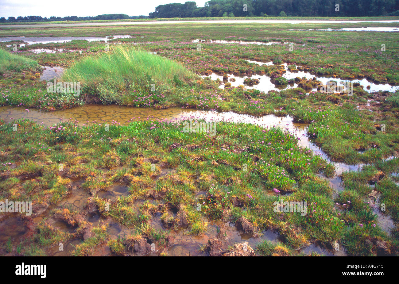 Mud flats tidal Butley creek Suffolk England Stock Photo - Alamy