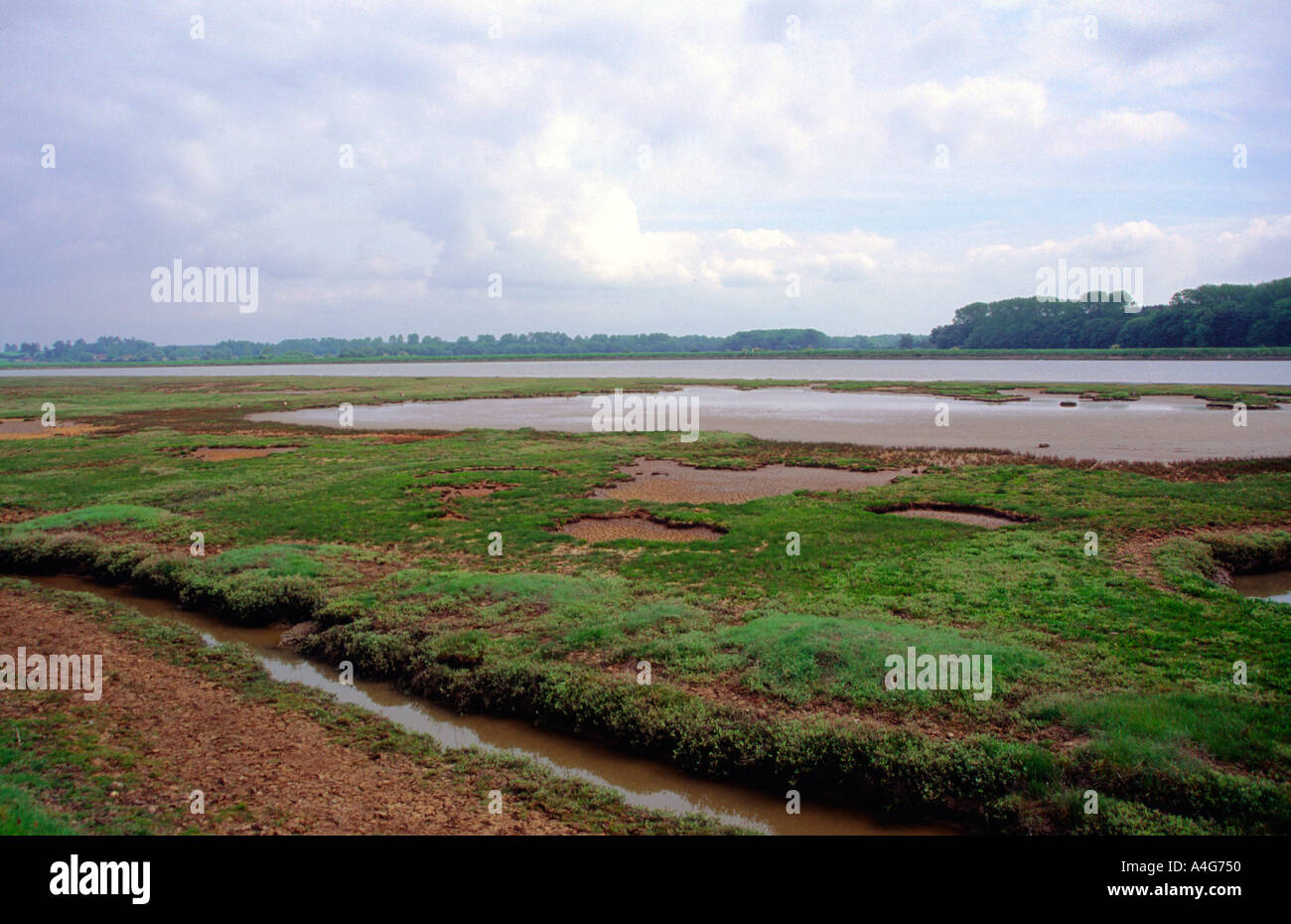 Salt marsh tidal Butley Creek Suffolk England Stock Photo - Alamy