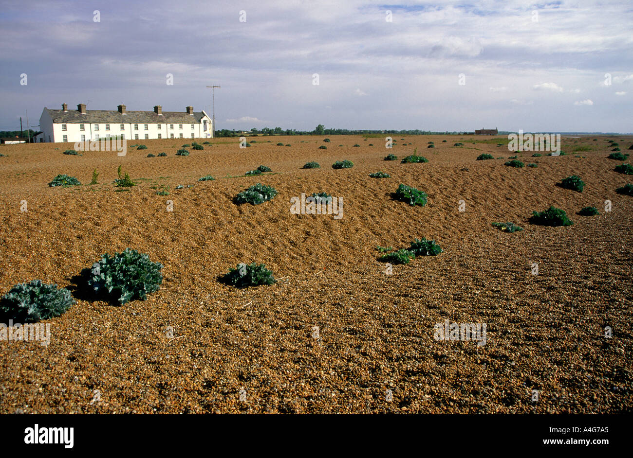 Coastguard cottages Shingle street Suffolk England Stock Photo - Alamy