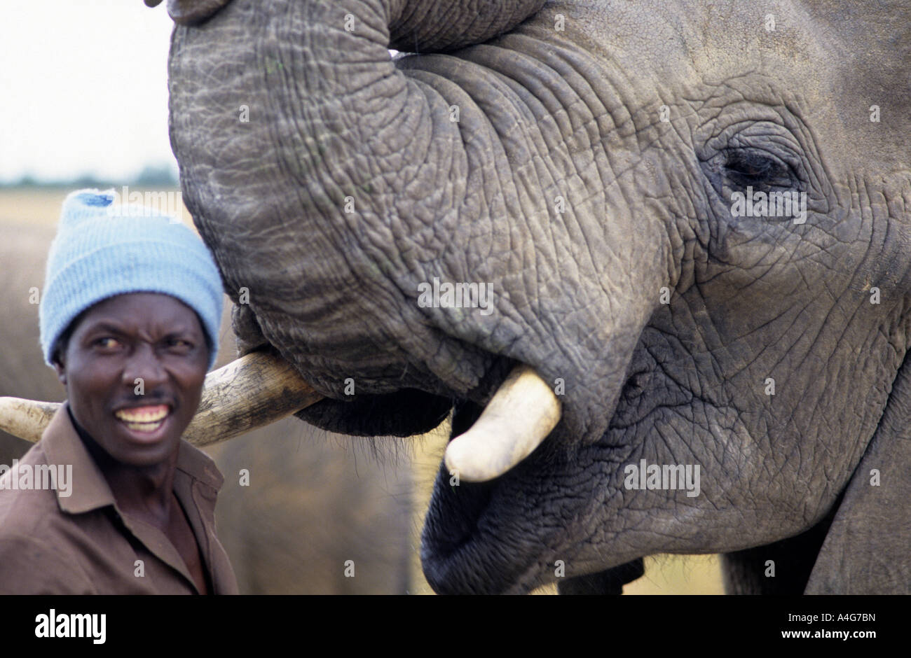 Zimbabwe imire game reserve hi-res stock photography and images - Alamy
