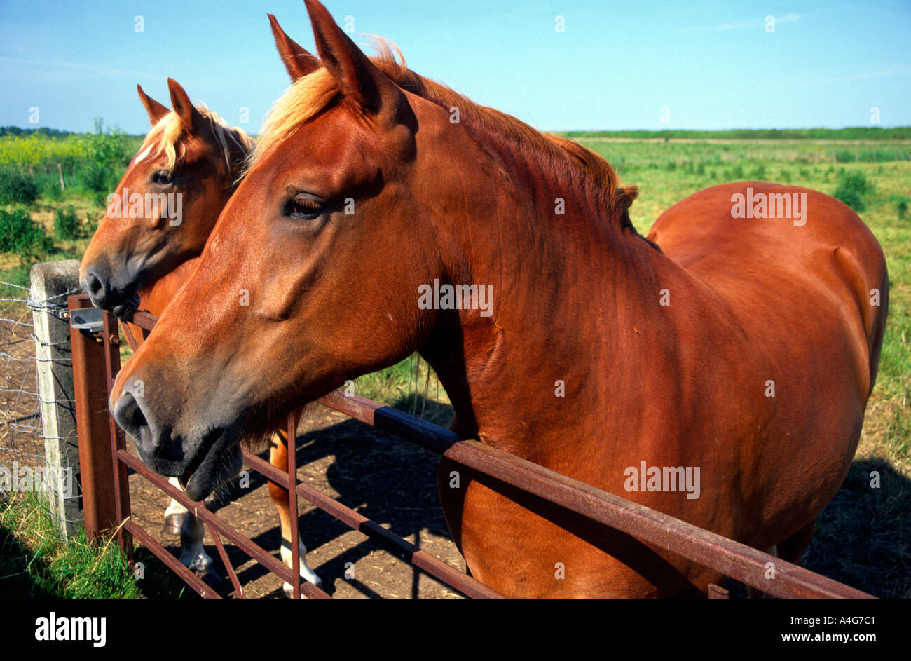 Suffolk punch horses Hollesley Suffolk England Stock Photo - Alamy