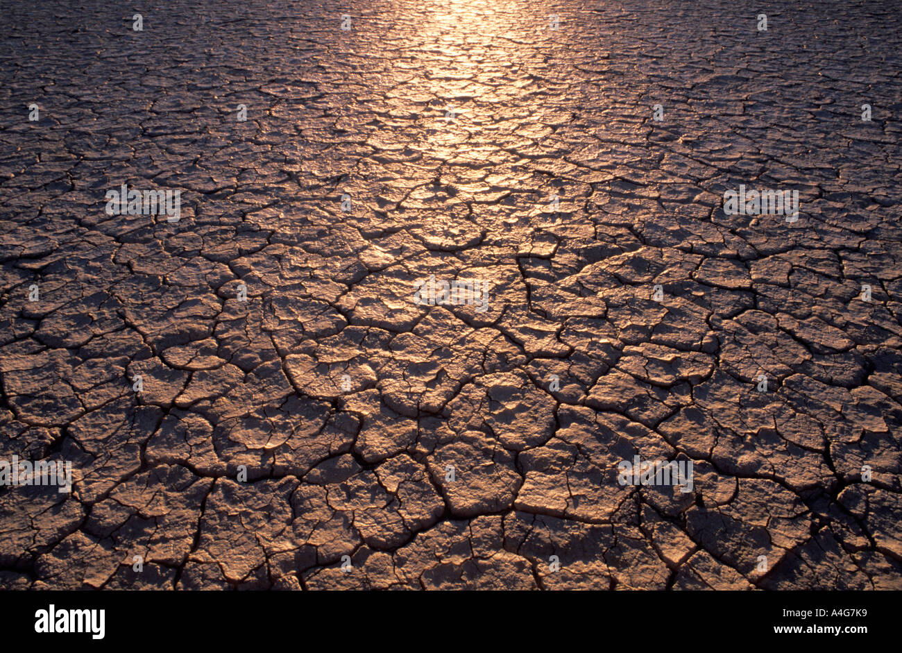 Dark Cracked Desert Ground
