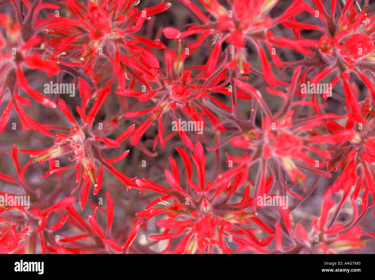 Branching filaments hi-res stock photography and images - Alamy
