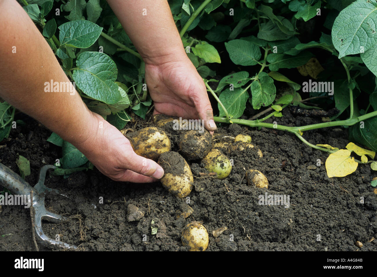 Digging up new potatoes in a small organic vegetable plot England Stock ...