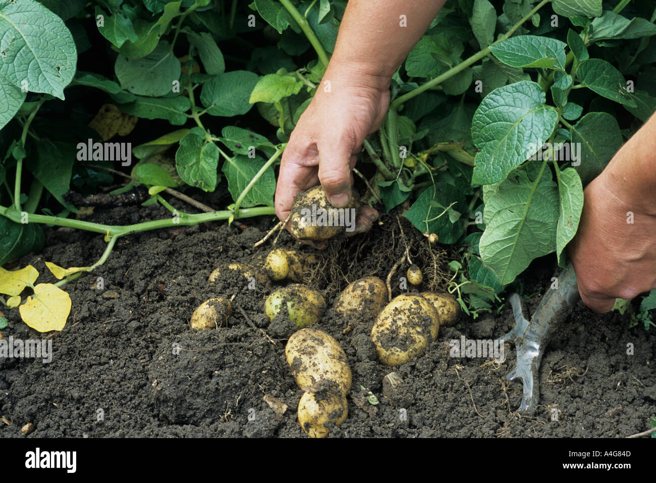 Digging up early potatoes in a small organic vegetable plot England ...