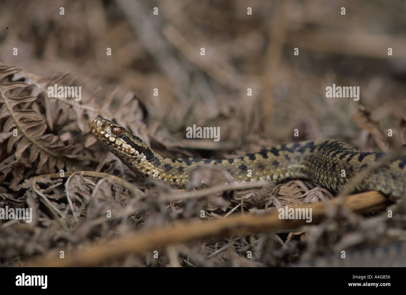 Female Adder amongst bracken England Stock Photo - Alamy