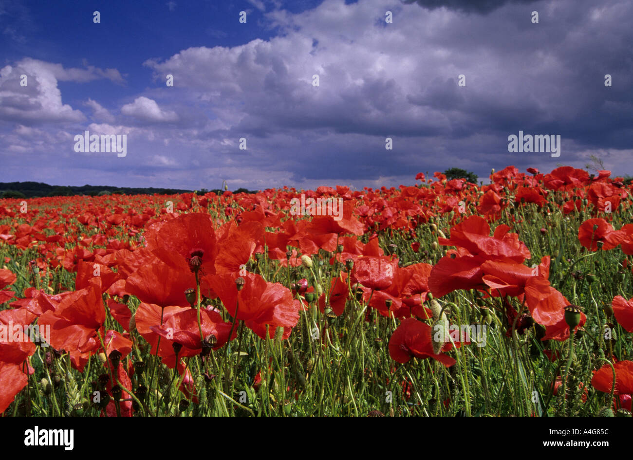 Poppy field with blue sky Norfolk England Stock Photo - Alamy
