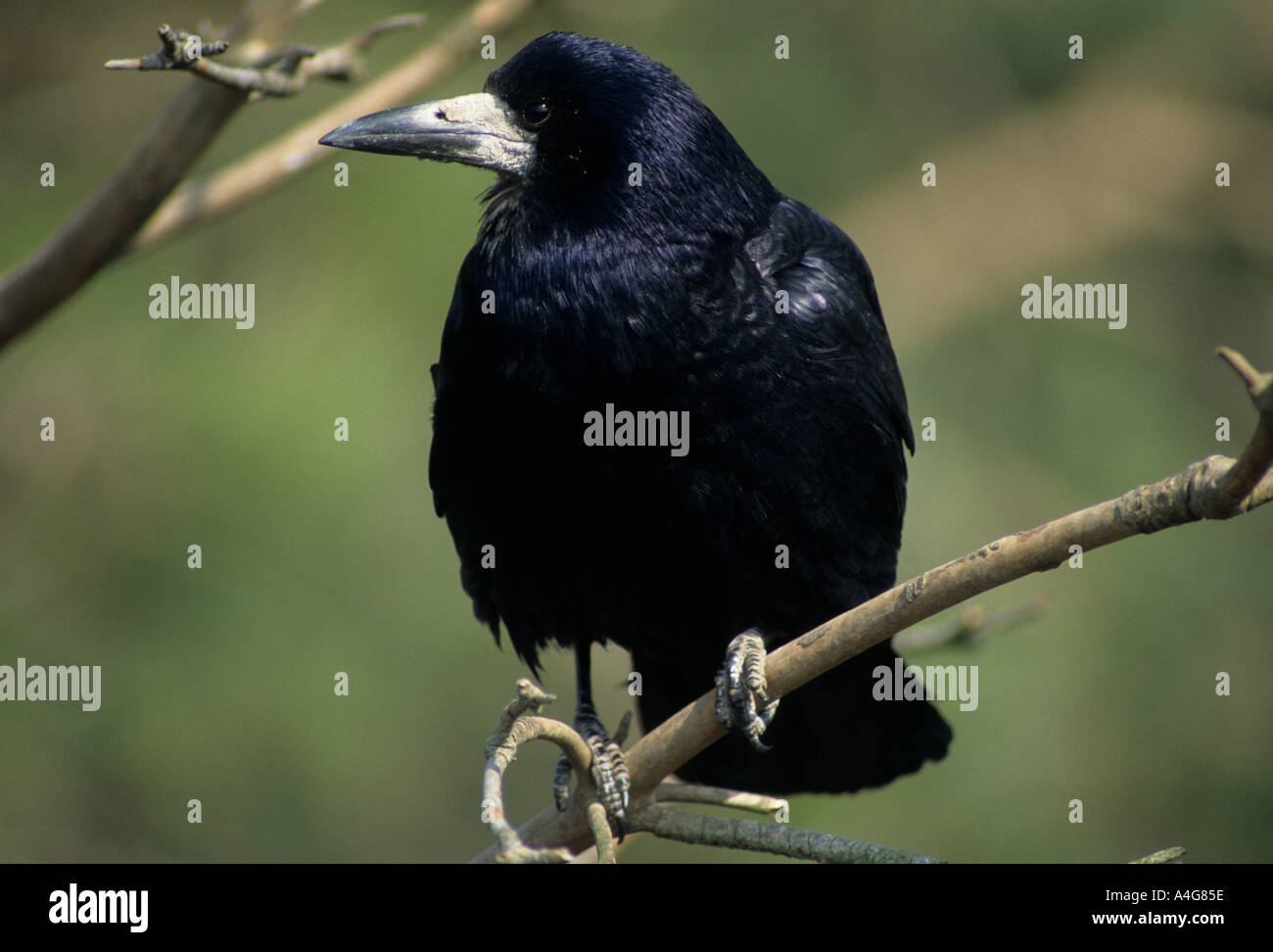 Rook england hi-res stock photography and images - Alamy