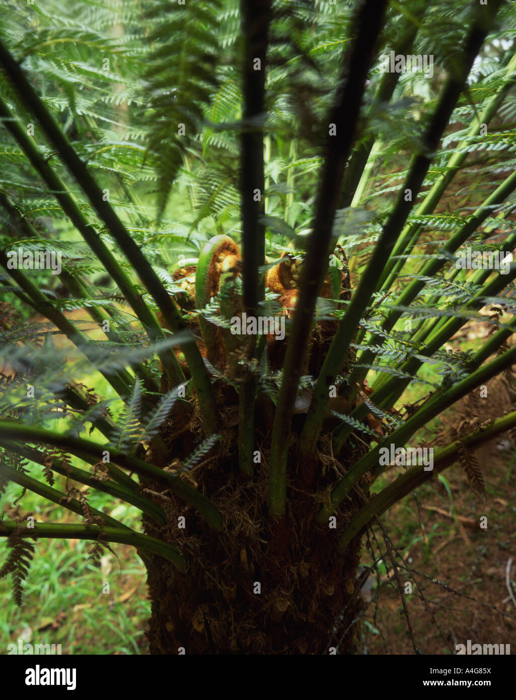 Emerging fronds on a tree fern, Arduaine NTS garden, Argyll Stock Photo ...