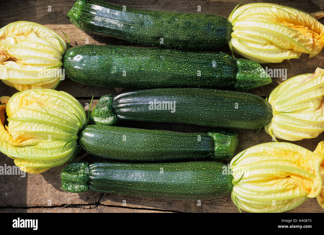 Courgettes showing flowers from an organic garden England Stock Photo ...