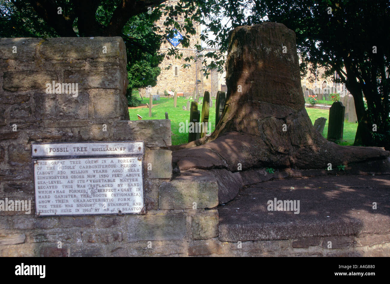 Fossilised remains hi-res stock photography and images - Alamy