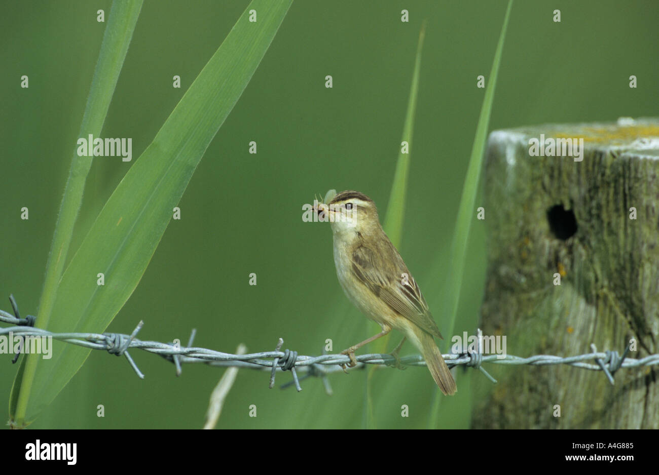 Sedge warbler acrocephalus schoenobaenus perched with food Norfolk ...