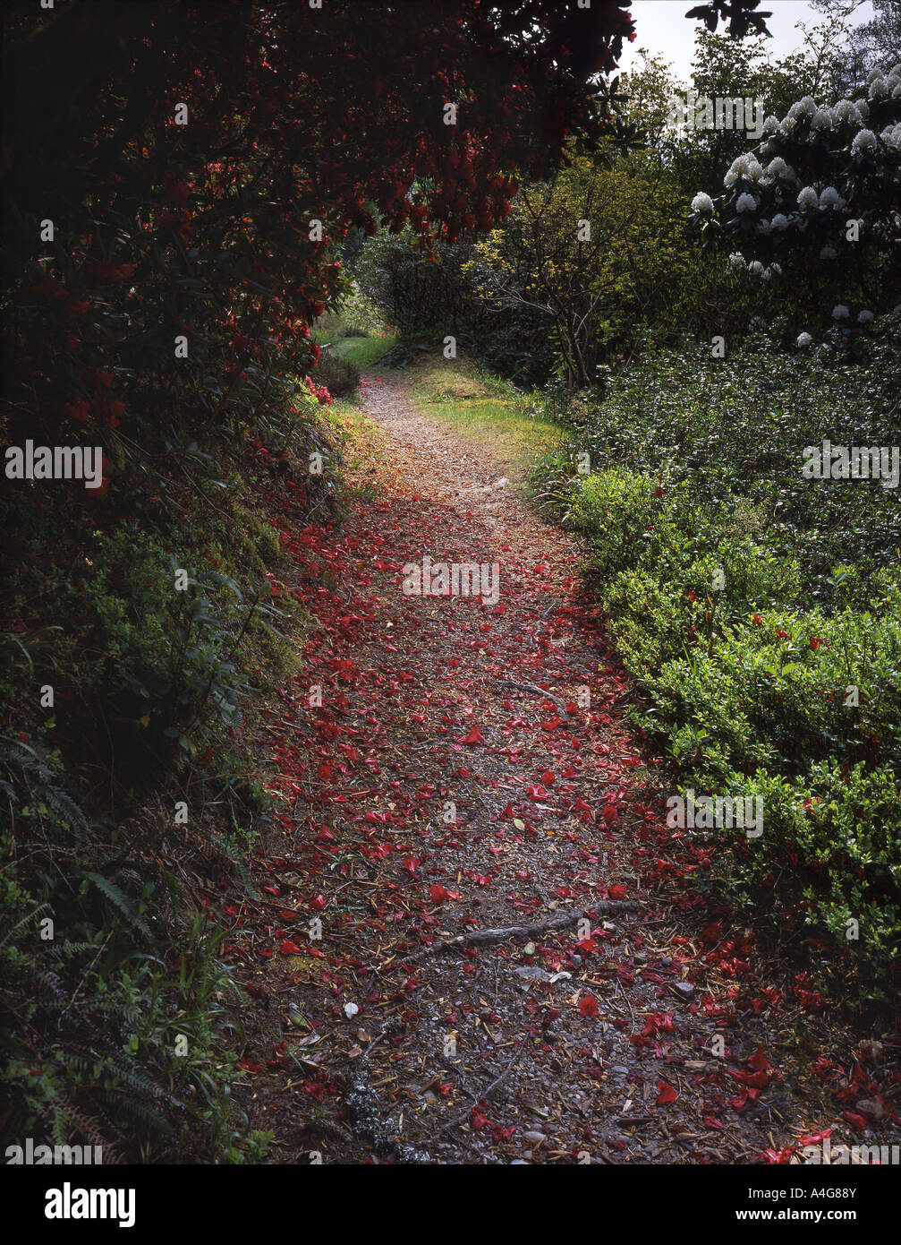 Fallen petals on a path at National trust Garden Crarae, Argyll Stock ...