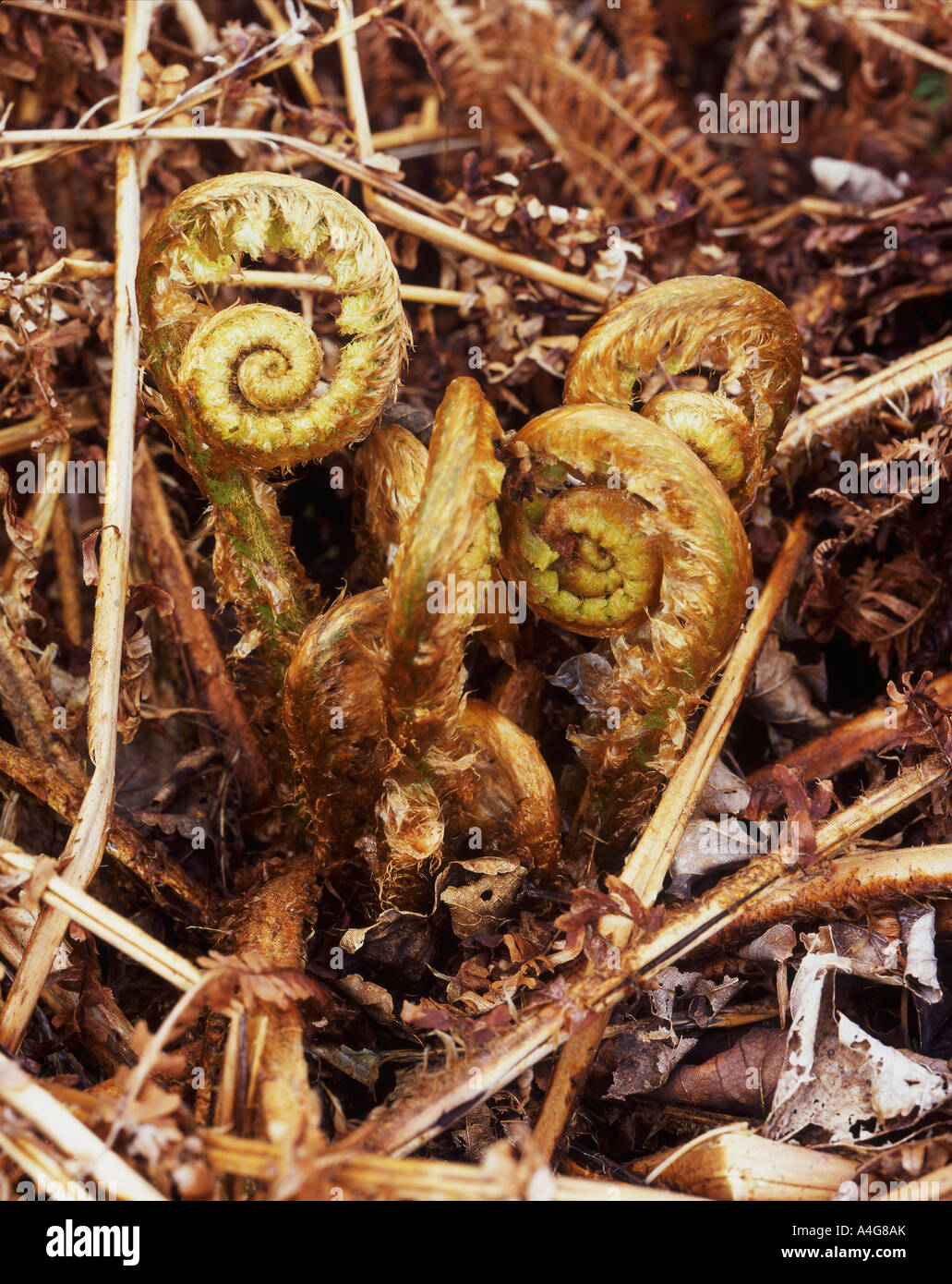 Emerging fern fronds at West Otter Ferry, Loch Fyne, Argyll Stock Photo ...