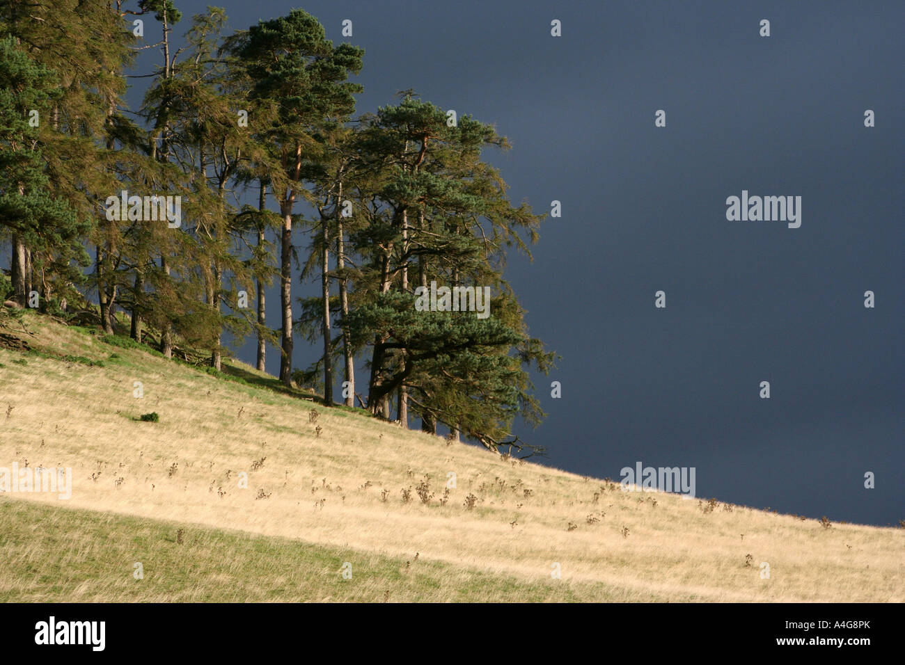 Green forest behind slant hill field and dramatic dark sky, Scottish ...