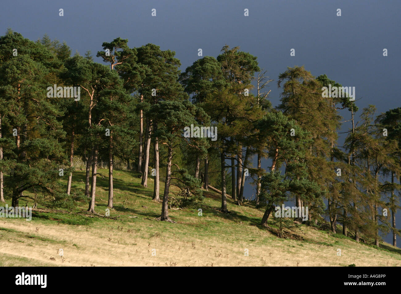 Green forest behind slant hill field and dramatic dark sky, Scottish ...