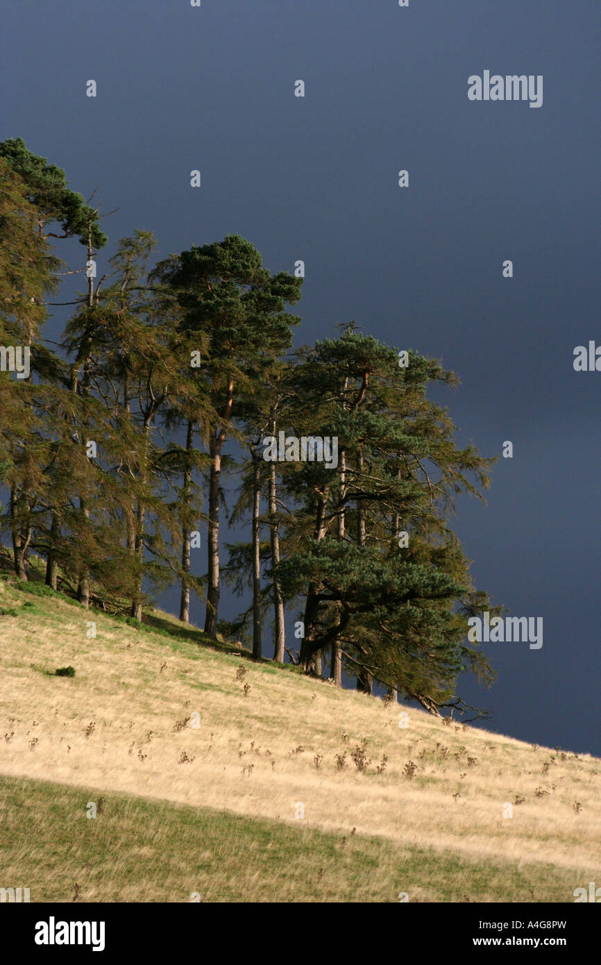 Green forest behind slant hill field and dramatic dark sky, Scottish ...