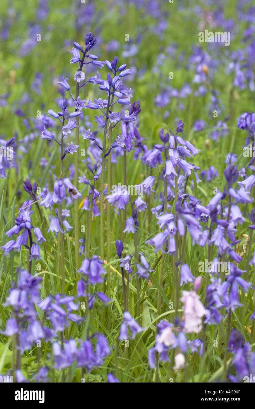 Spring blue bells in an English meadow Stock Photo - Alamy