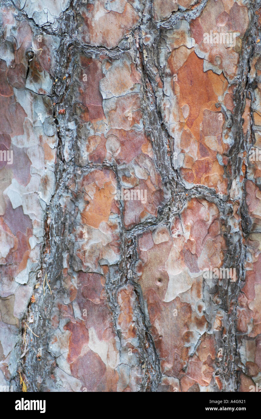 Bark of Pinus silvestris Scots Pine Stock Photo - Alamy