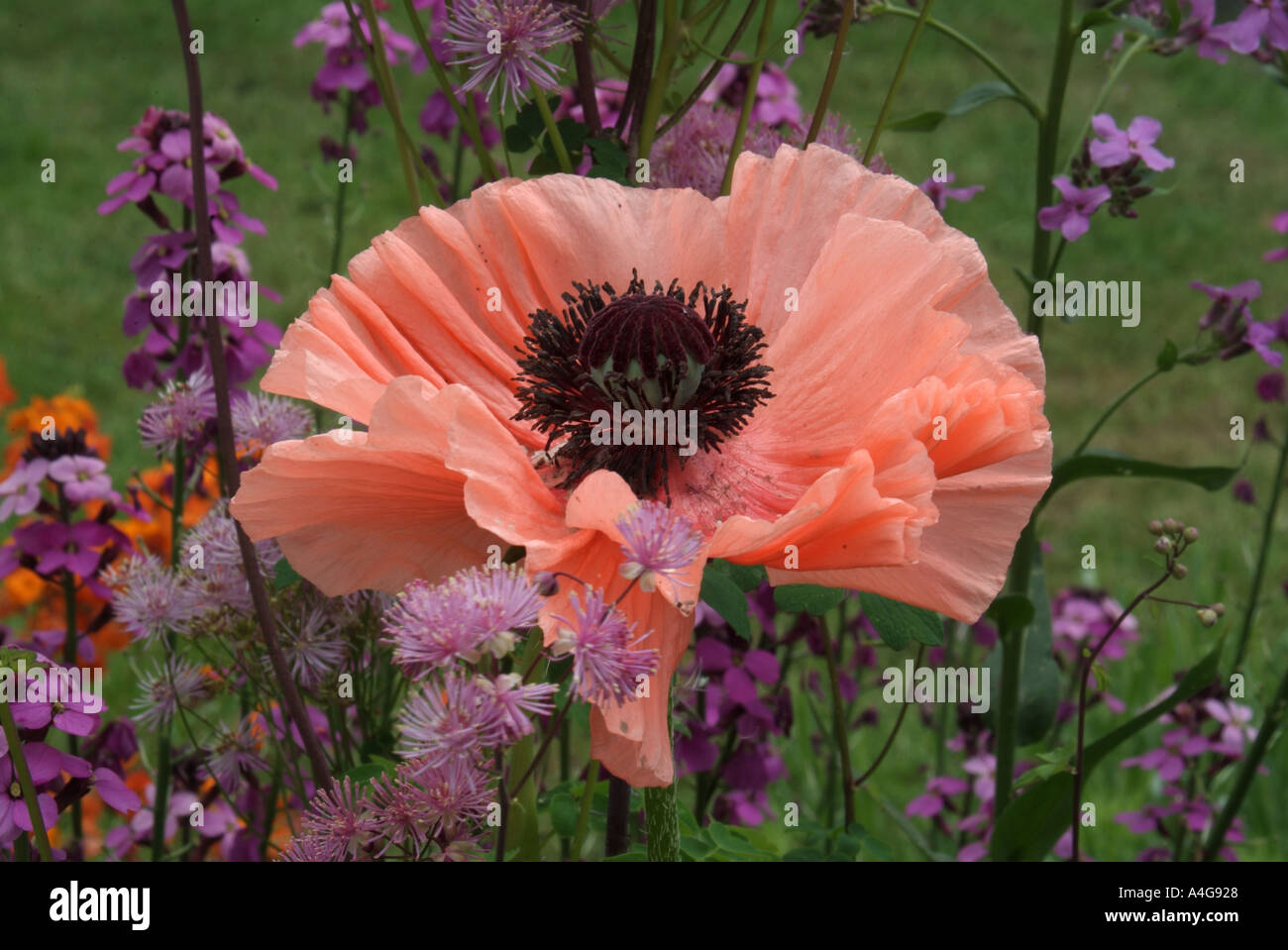 Poppy in flower pink garden Stock Photo - Alamy