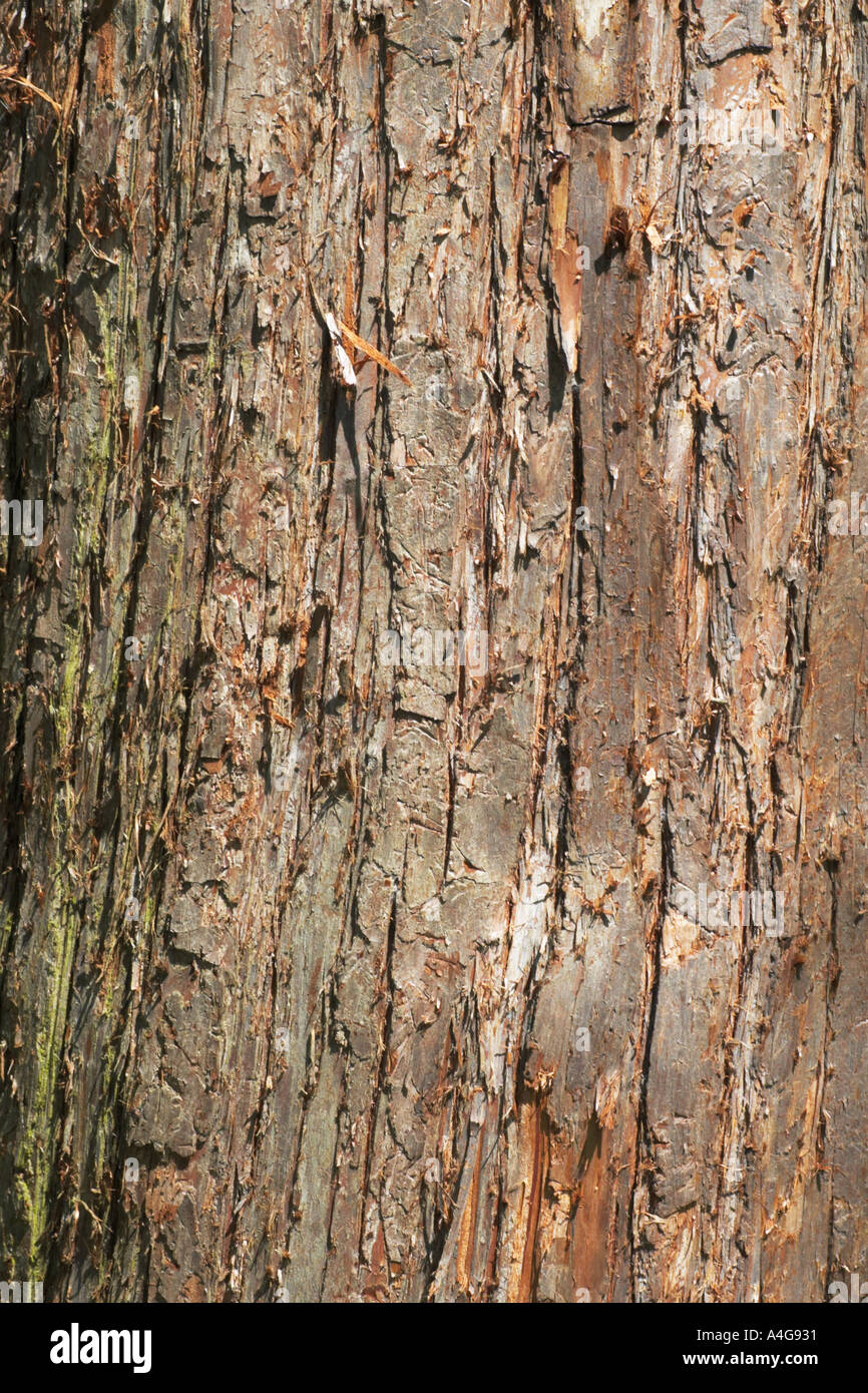 Slotted trunk hi-res stock photography and images - Alamy